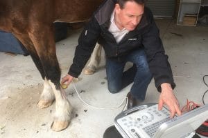 Equine Radiology | Horse XRays Perth | Oldbury Equine Clinic